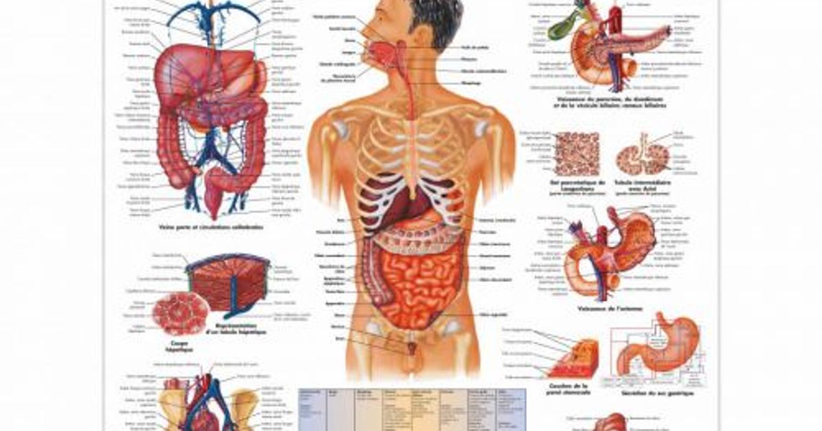 Poster Le Système Digestif