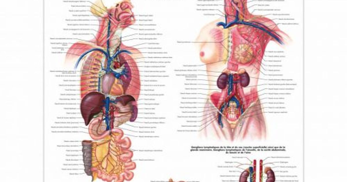 Poster Le Système Lymphatique