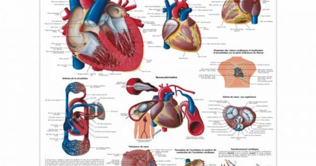 Poster The Human Heart, Anatomy, and Physiology