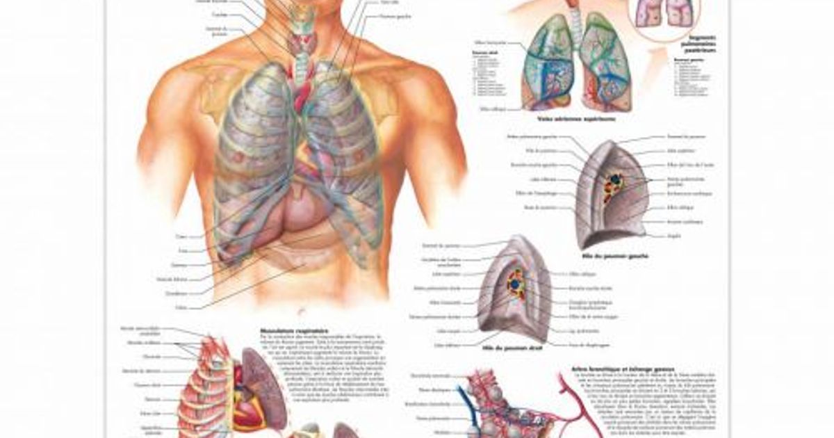 Poster Le Système Respiratoire