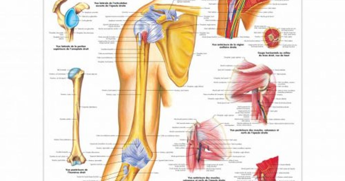 Shoulder And Elbow