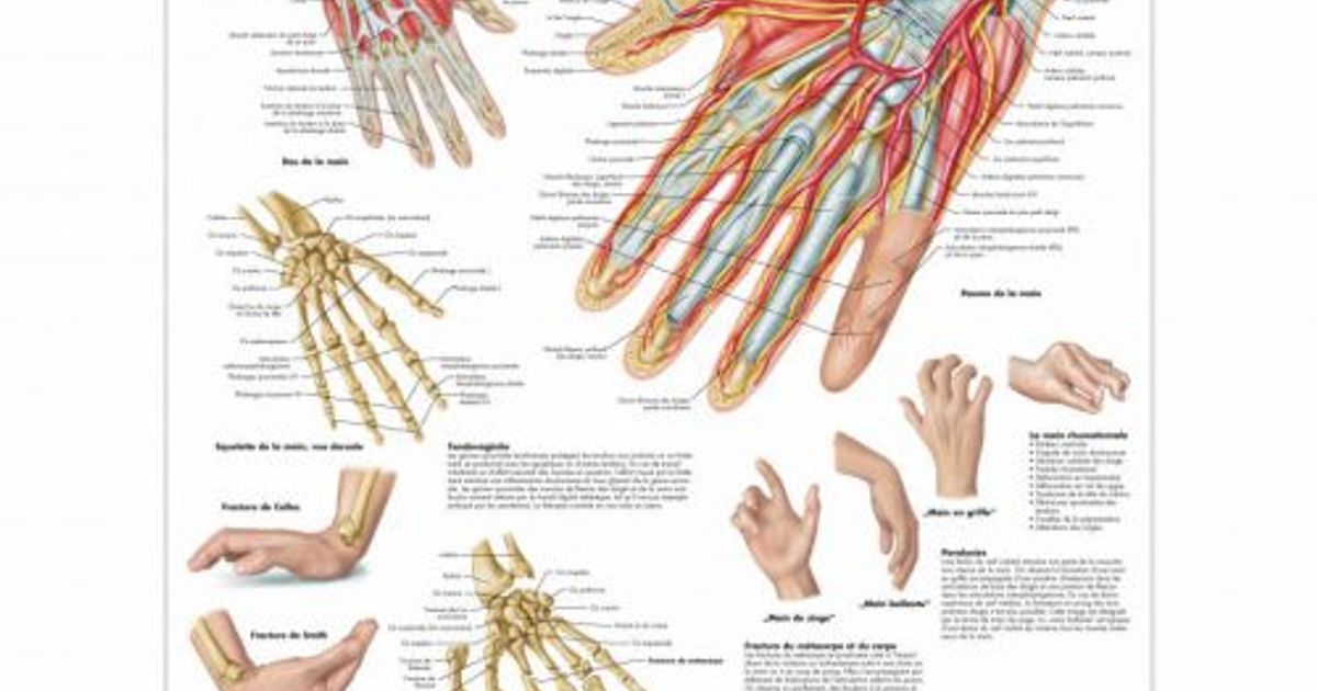 Hand And Wrist Anatomy And Pathology