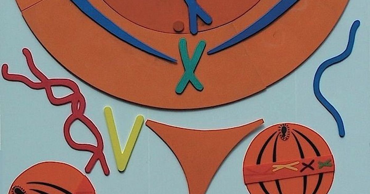 Mitosis Manipulatives Kit