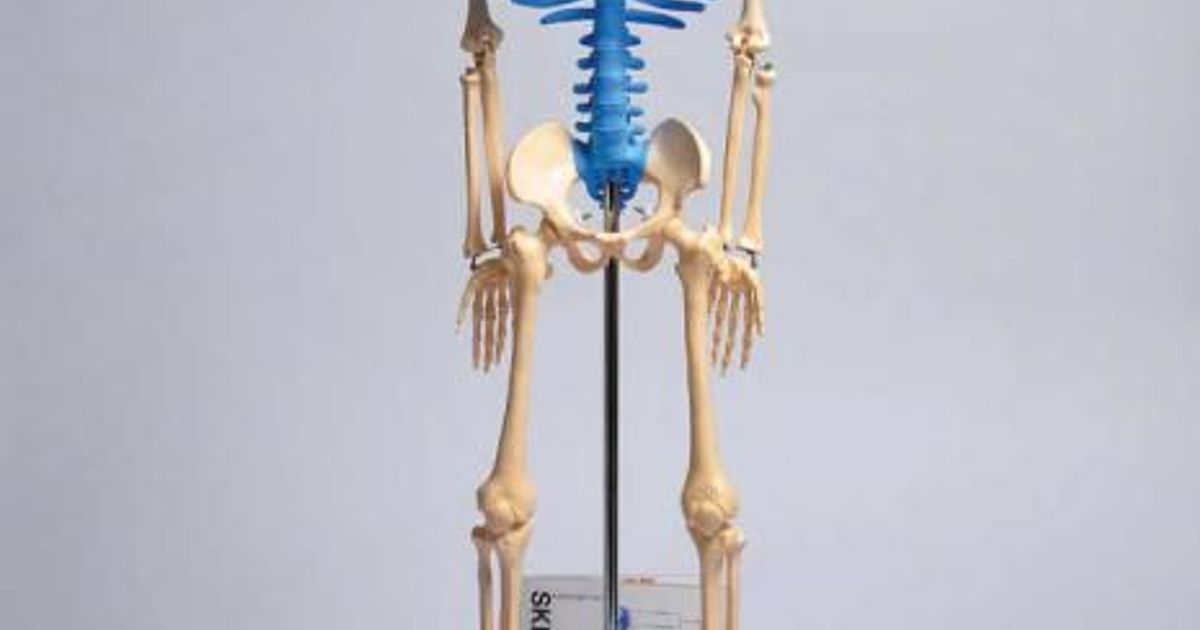 Human Skeleton Model with Fold-Out Guide