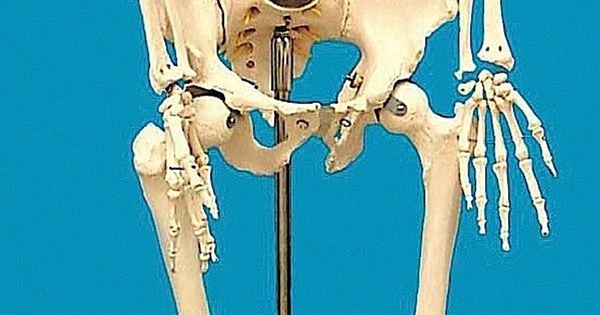 Life-Sized Human Skeleton Model