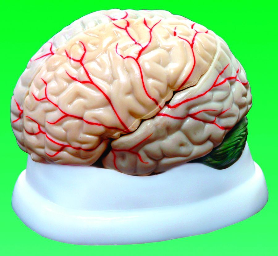 Brain Model, 3-Part