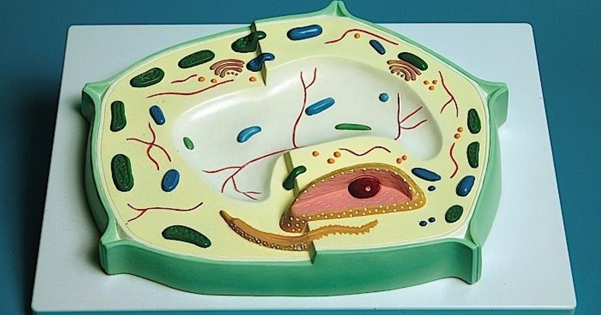Plant Cell Model