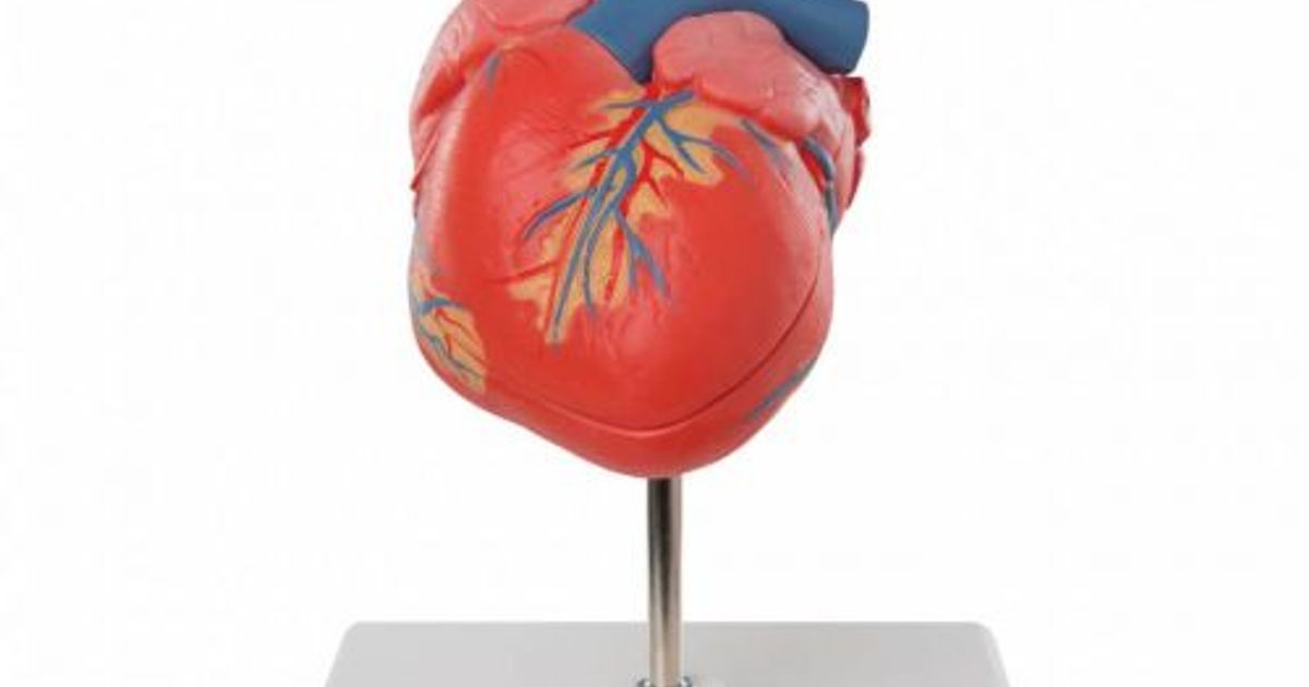 Modèle de cœur humain classique, en 2 parties - 3B Smart Anatomy