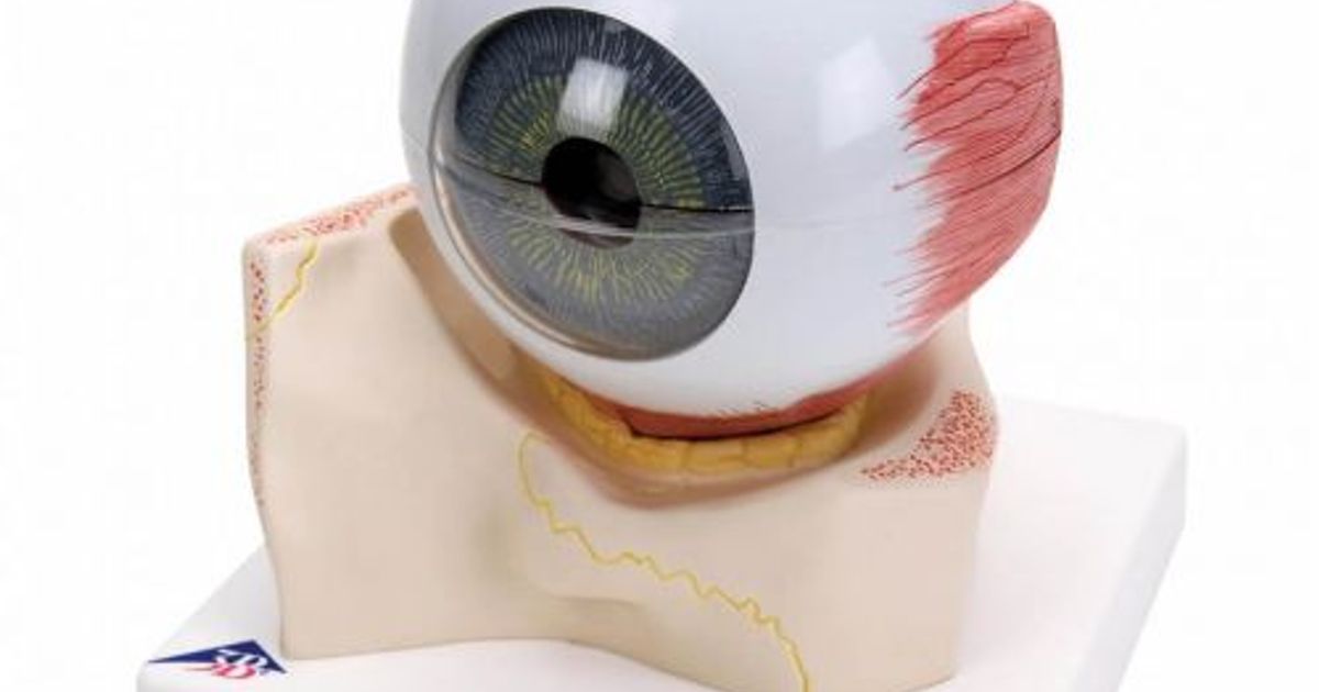 Eye, Magnified 5 Times, In 7 Parts