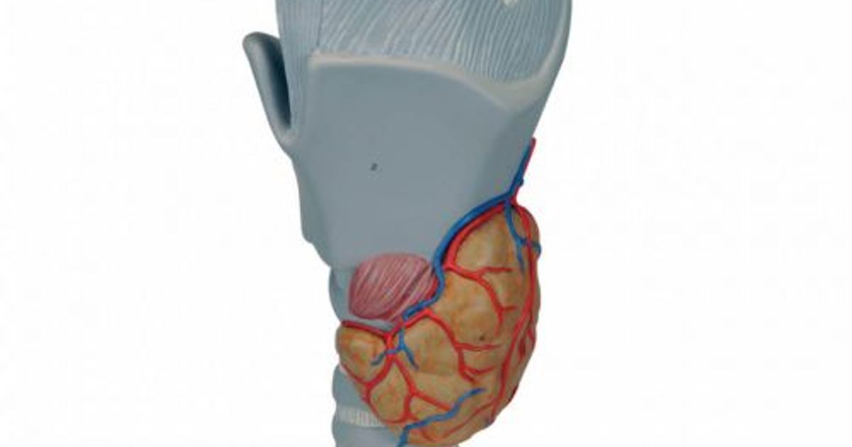 Functional Larynx Anatomical Model, Magnified 2.5 Times