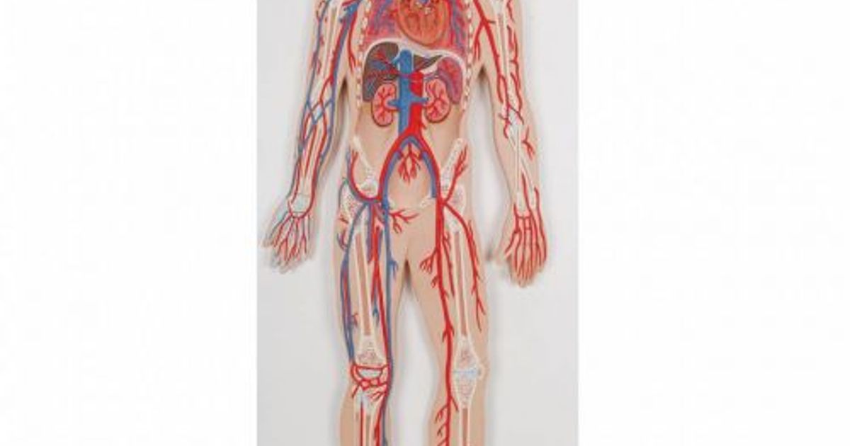 Modèle du système circulatoire humain - 3B Smart Anatomy