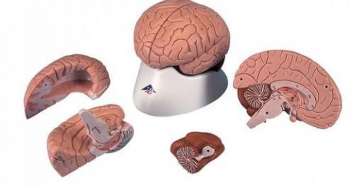 4 Part Anatomical Brain Model