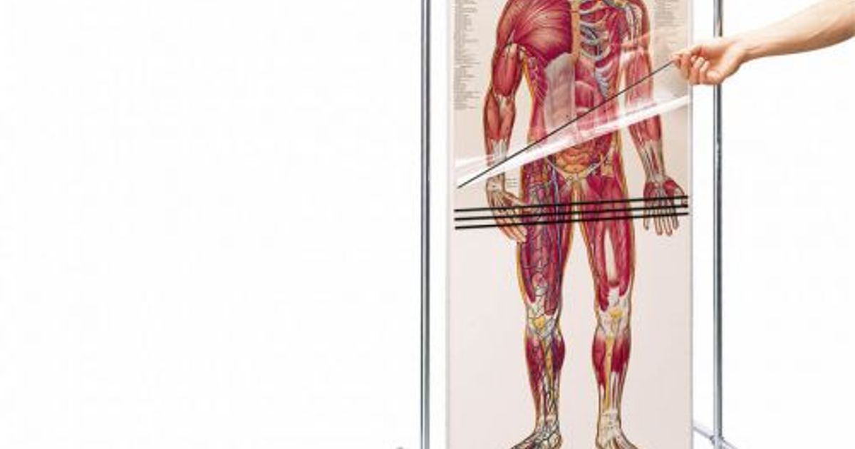 "Thin Man" - The Sequential Didactic Program Of Human Anatomy
