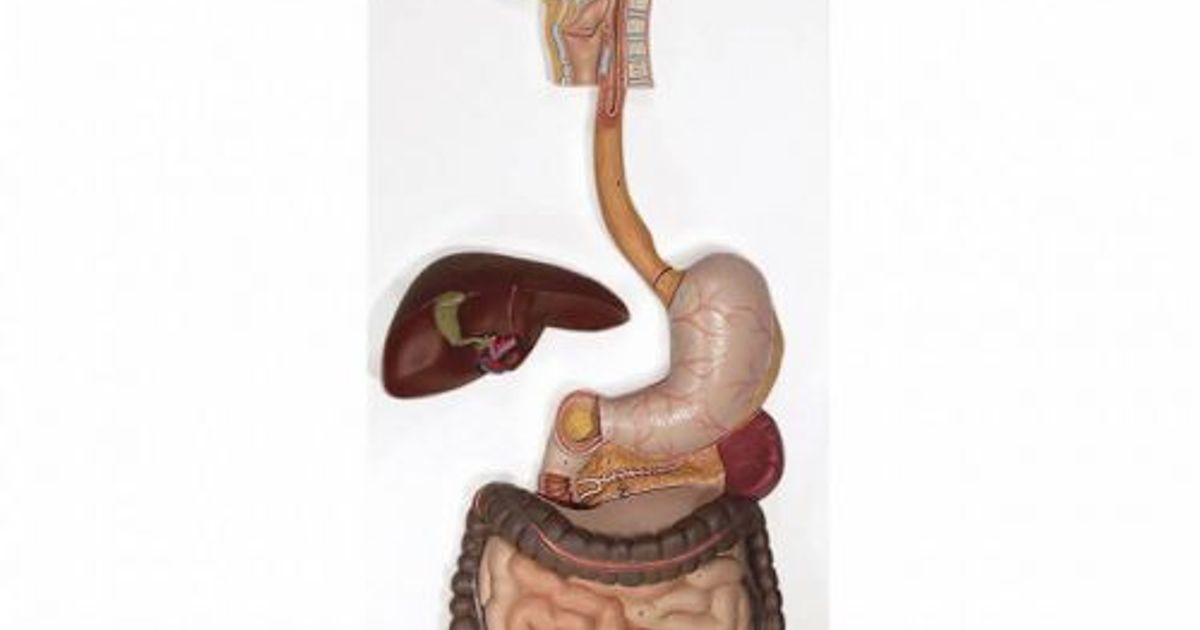 Modèle du système digestif humain, en 2 parties - 3B Smart Anatomy