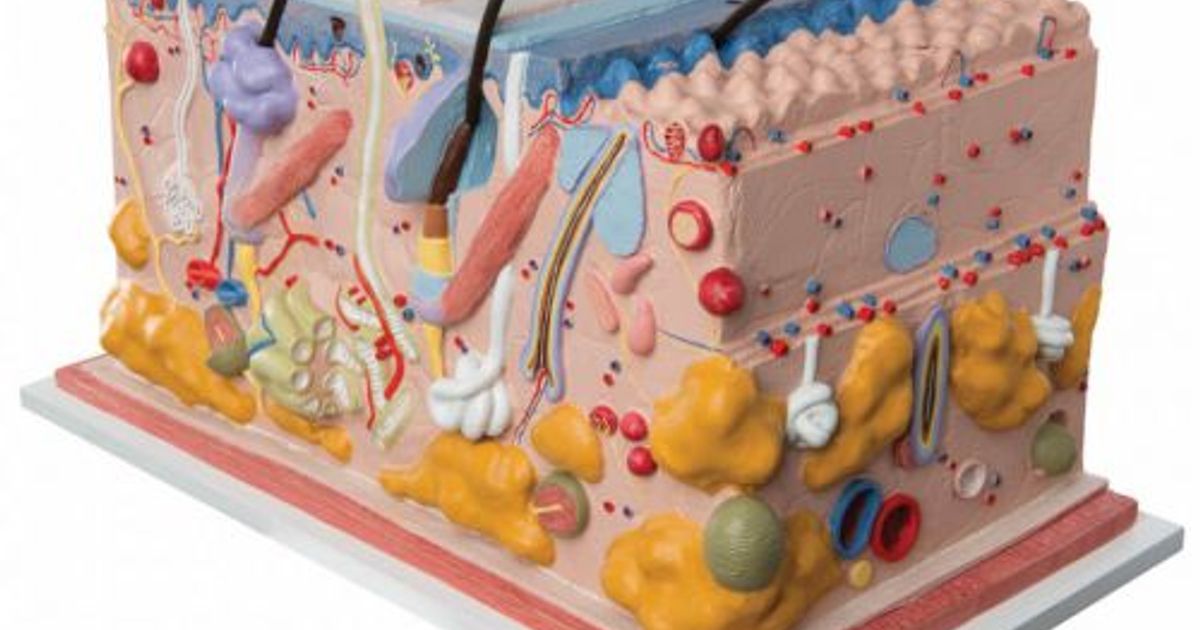 The Skin, Block Model, Magnified 70 Times