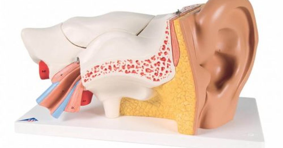 Ear, Enlarged 3 Times, In 6 Parts