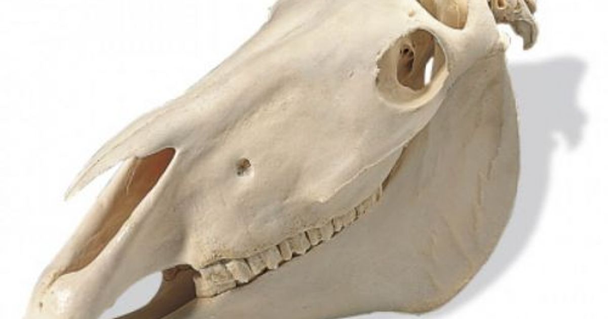 Horse Skull (Equus Caballus)