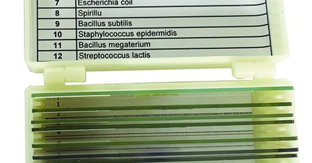 Set of 12 prepared bacterial slides — Lab & Education
