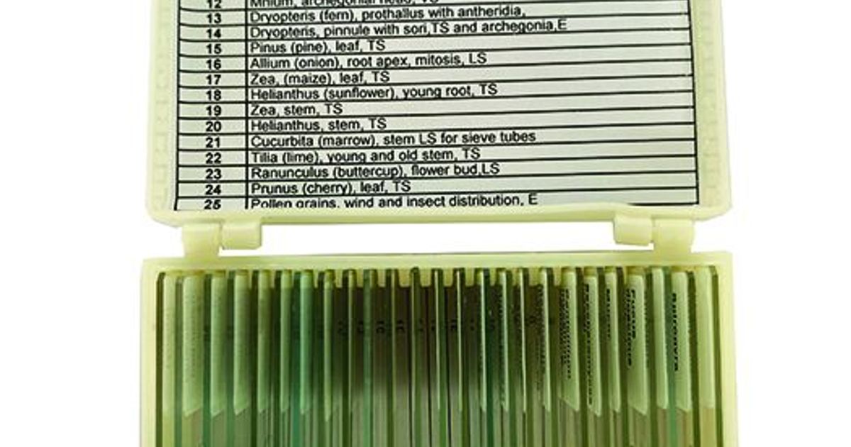 Basic Botany Models Slide Set of 25