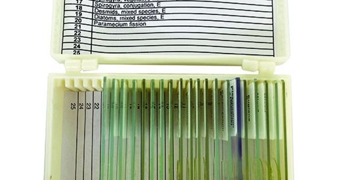 Protozoa & Algae Slide Set of 20