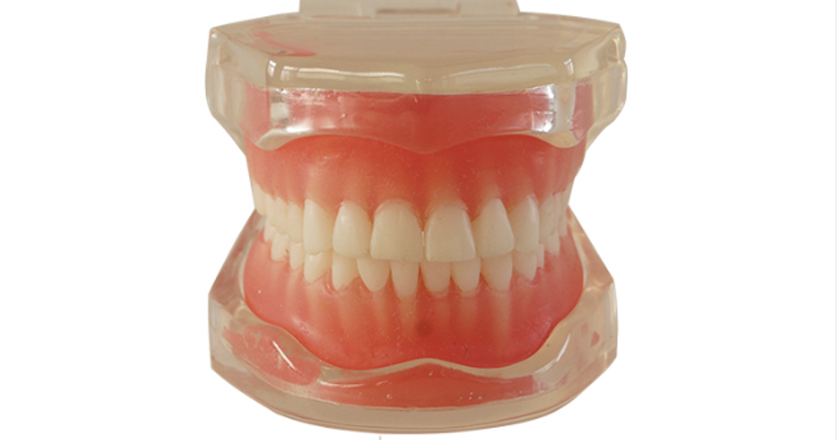 dental dental demonstration model,