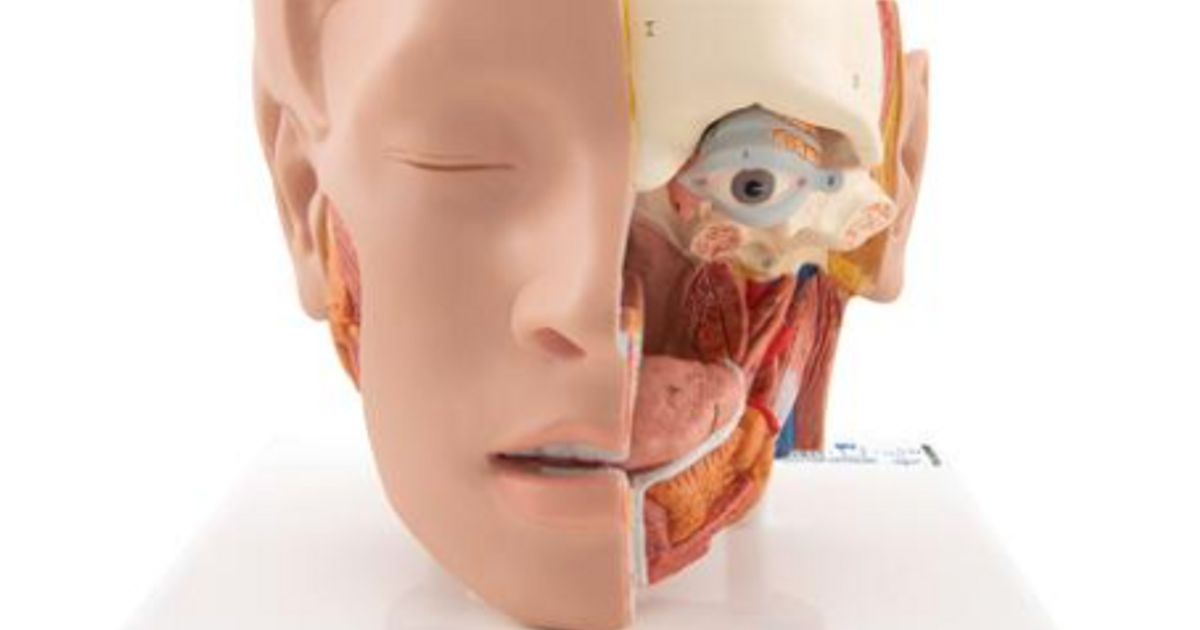 Human Head Model, 6 part - 3B Smart Anatomy