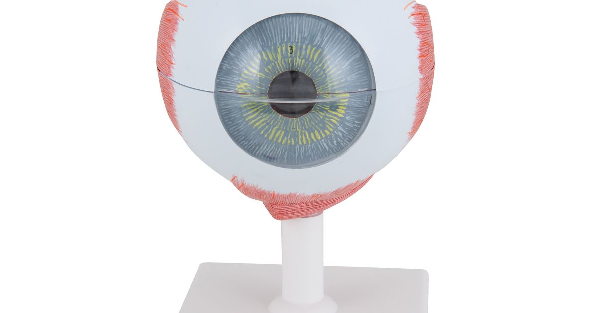 Anatomical model of the eye, enlarged 5 times, in 6 parts - 3B Smart ...