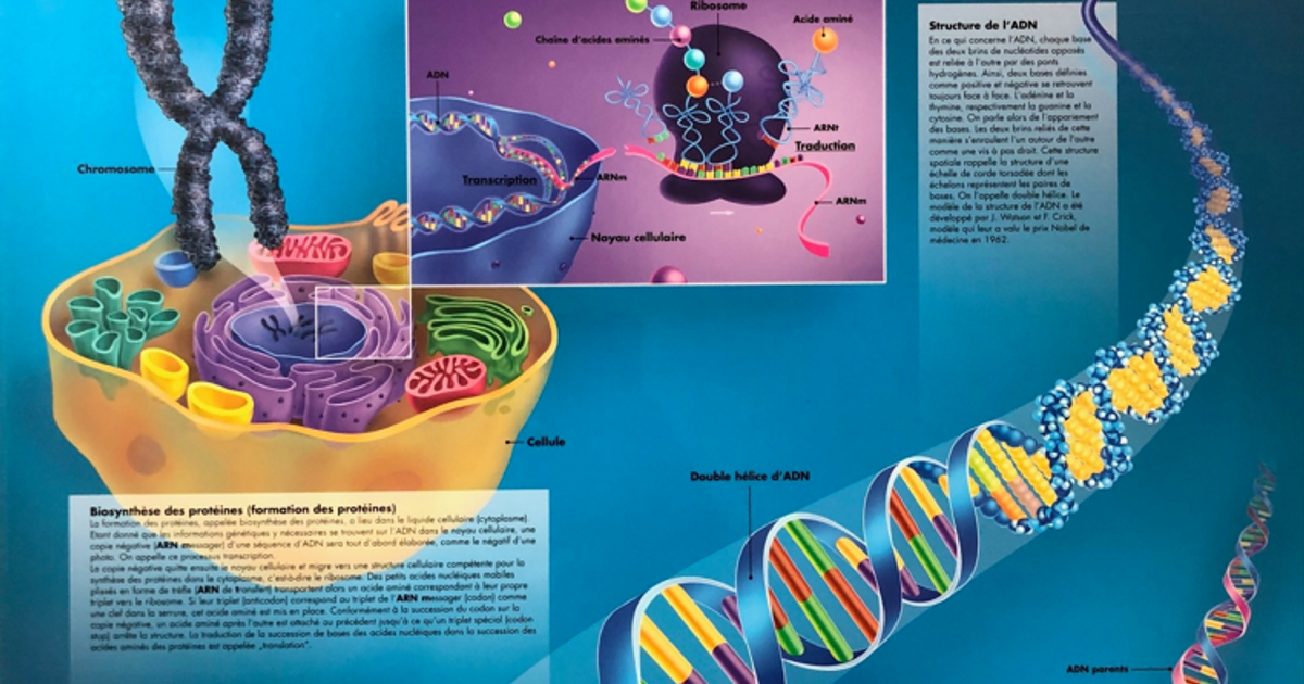 DNA - The Human Genotype