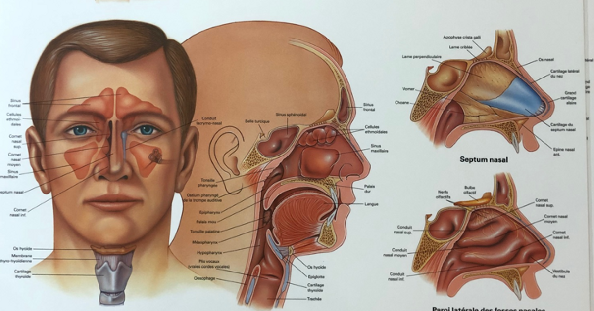 Orl (oto-rhino-laryngologie)