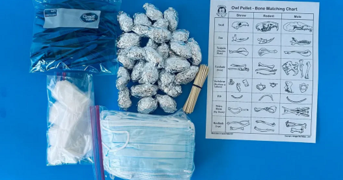 Owl ball dissection kit — 25 complete units