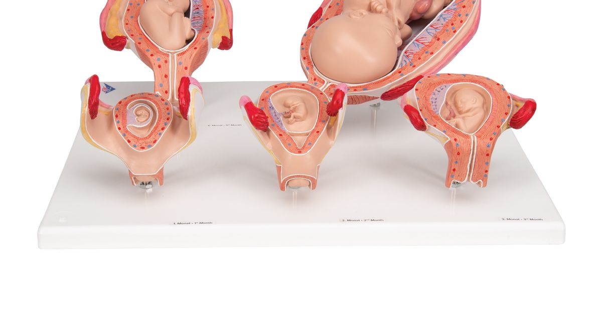 Pregnancy model series, 5 embryo and fetus models on one base - 3B ...
