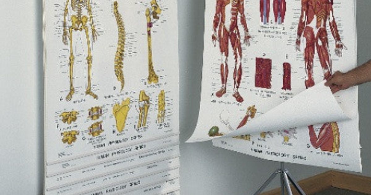 Denoyer-Geppert's Original Anatomy & Physiology 10 Chart Set on a ...