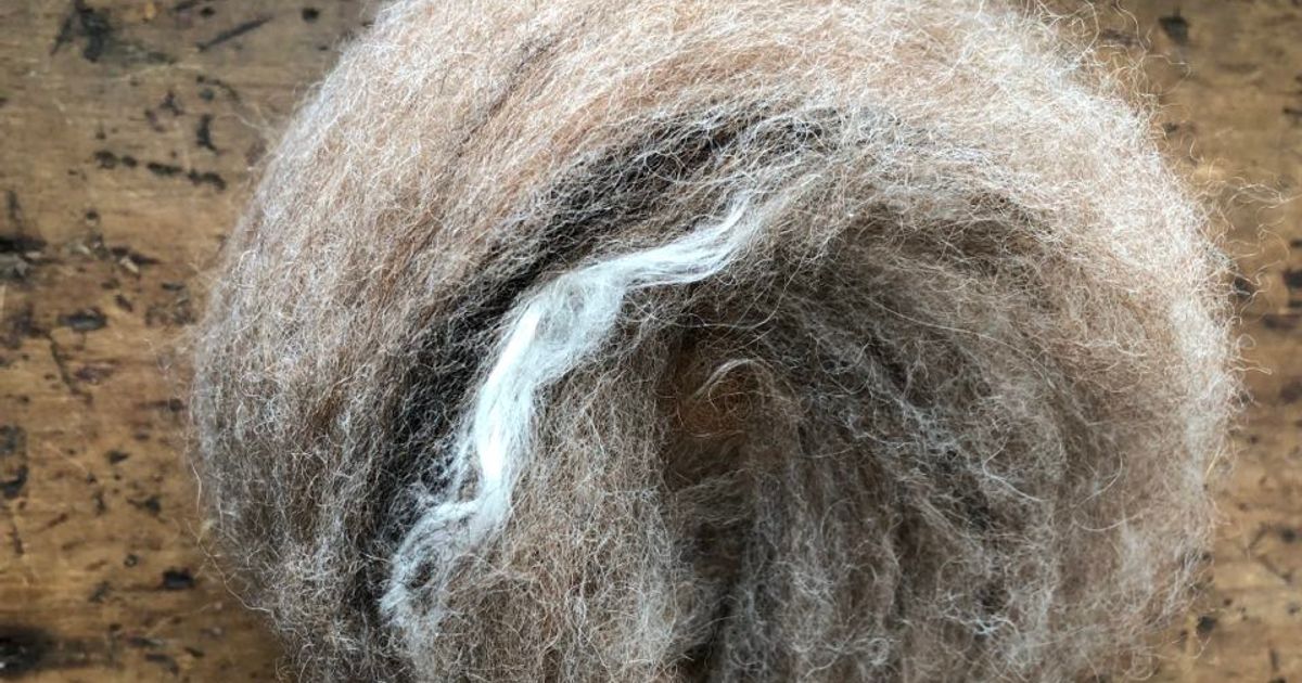 Carded fleece ready to spin, natural colours