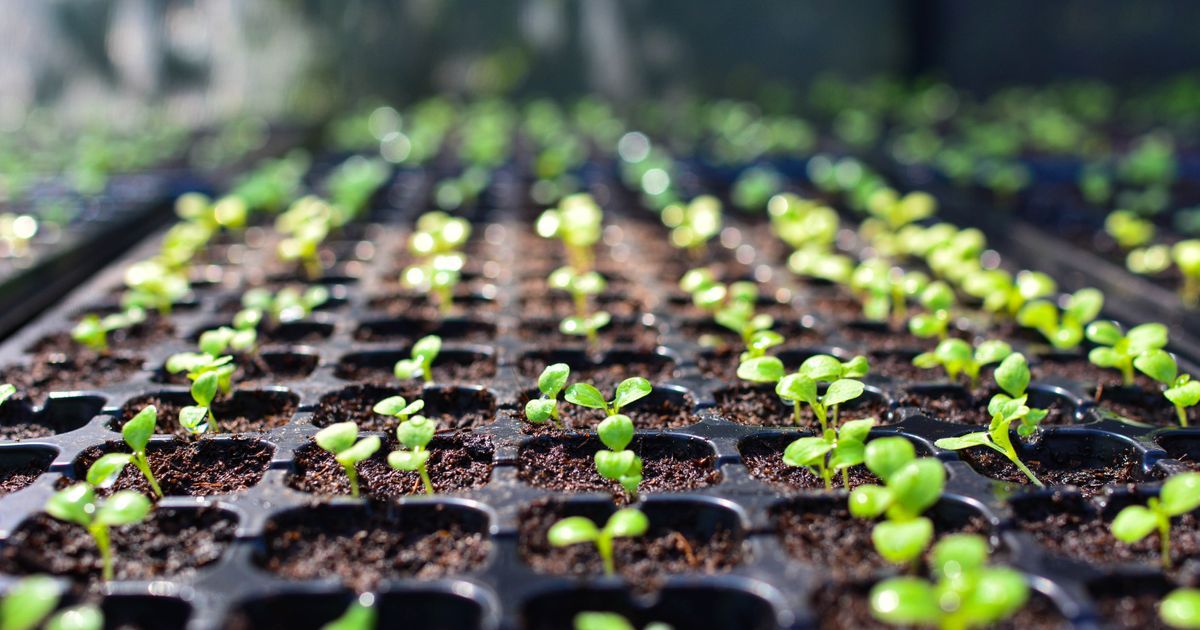 Démarrer des semis à l'intérieur