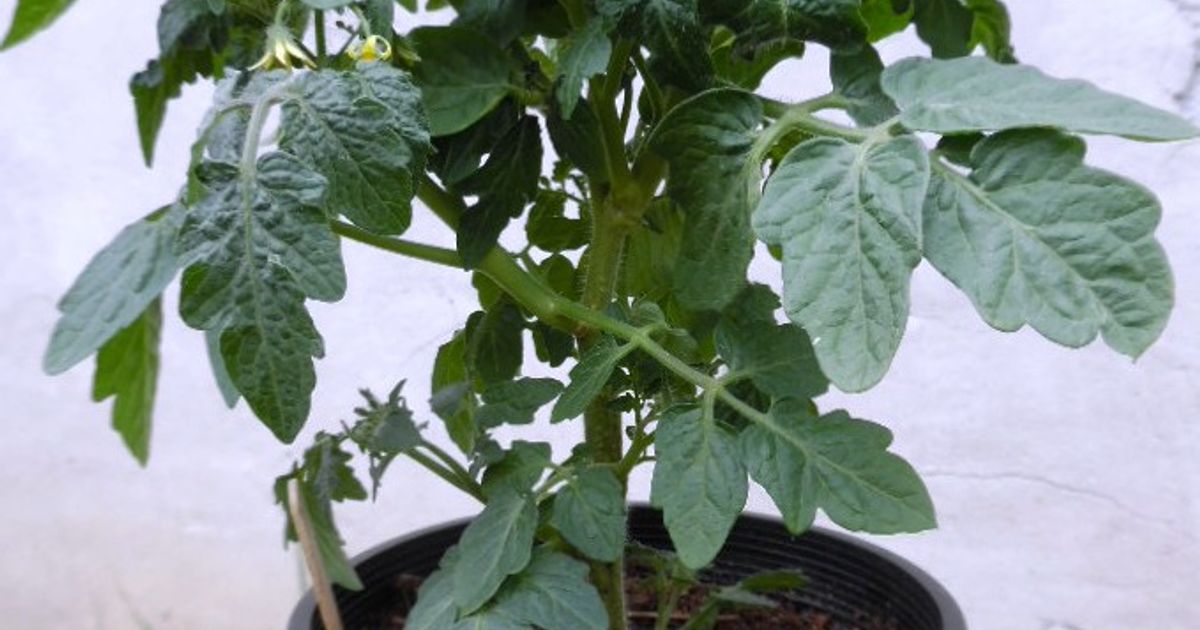 Red Robin Micro-dwarf tomato seeds