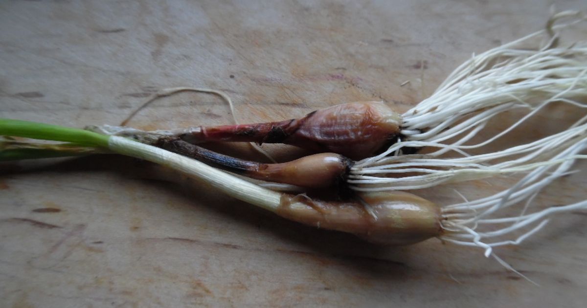Semences de Ciboule blanche, oignon vivace blanc (allium fistulosum)