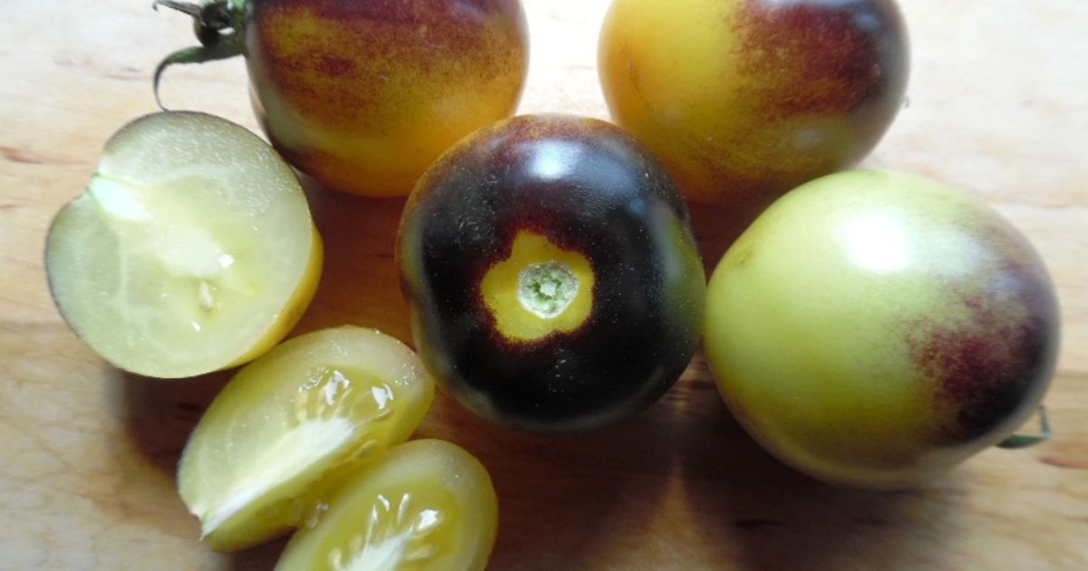 Graines de tomate Bosque Blue Bumblebee