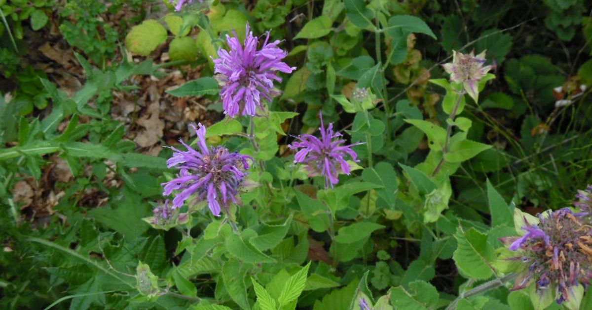 Monarde Fistuleuse