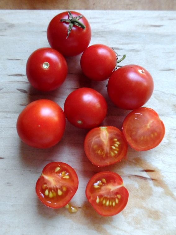 Pinocchio Red Micro-dwarf tomato seeds