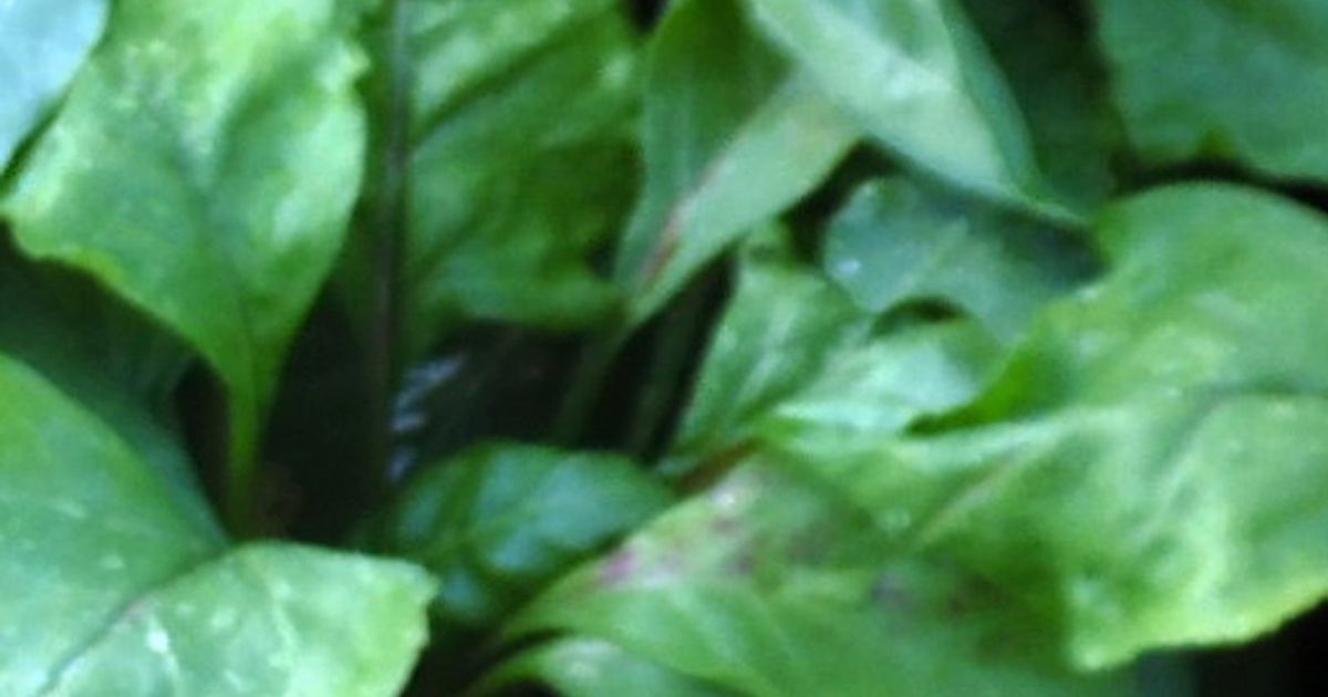 Lutz Green Leaf Beet seeds