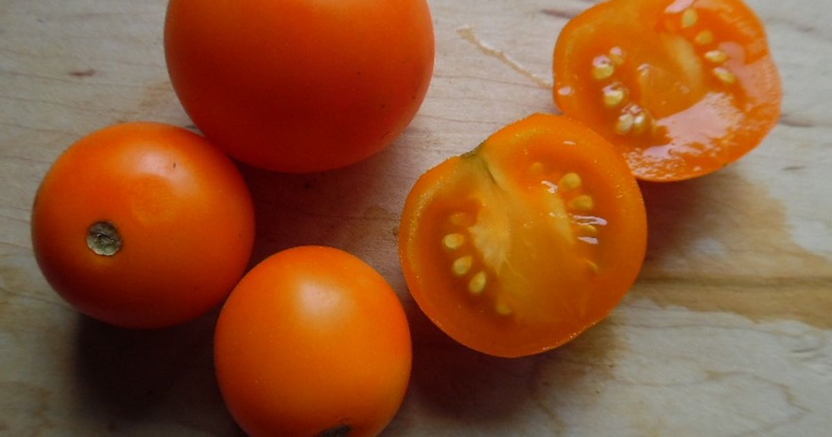 Ida Gold Tomato seeds