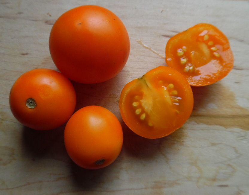 Ida Gold Tomato seeds