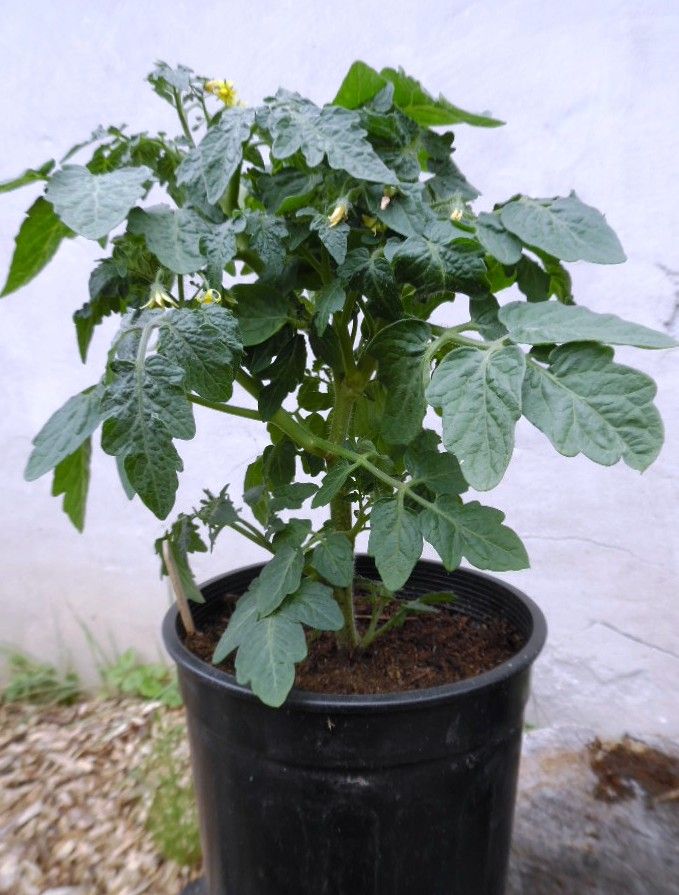 Idéal pour la culture en pots à l'intérieur ou à l'extérieur.