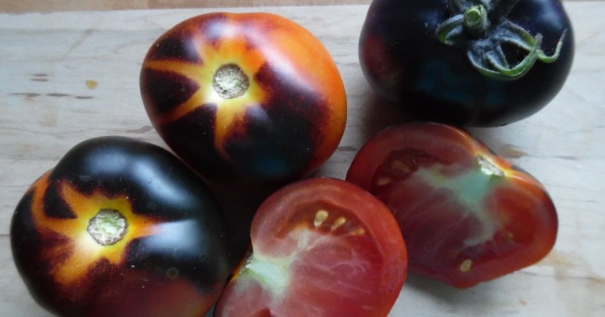 Indigo Apple Tomato seeds
