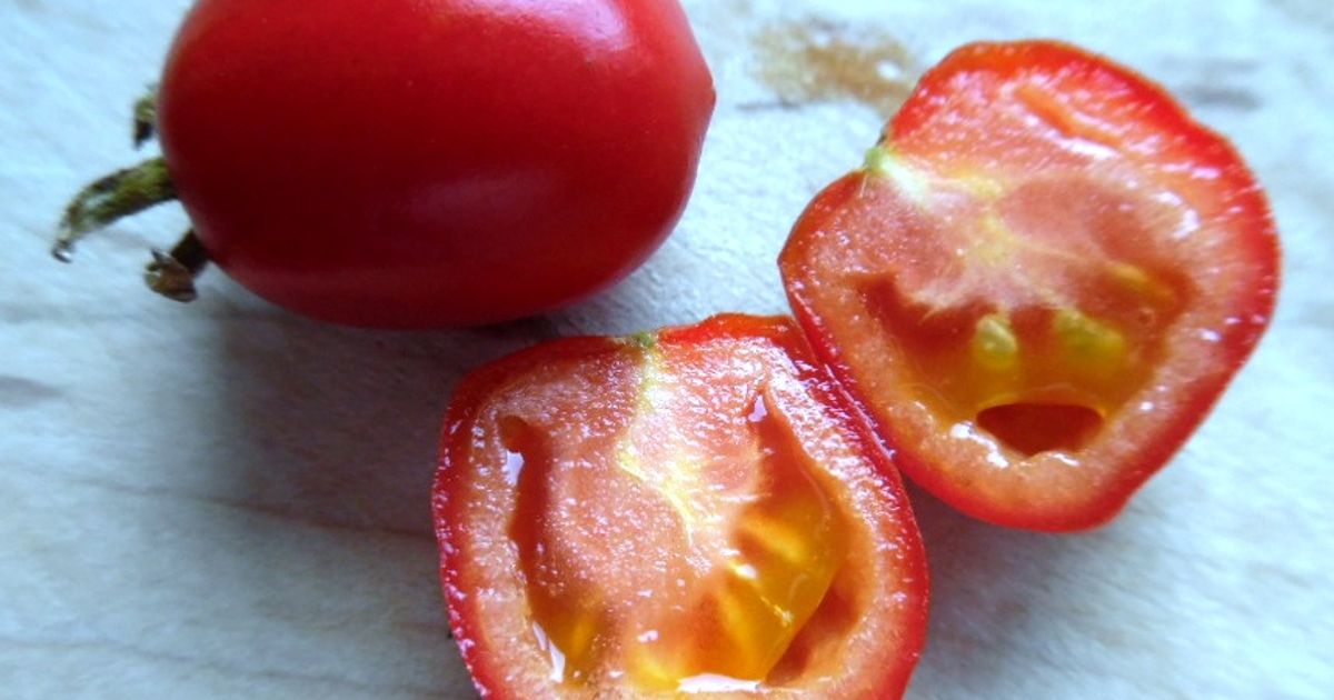 Micro-dwarf Tomato Minibel seeds