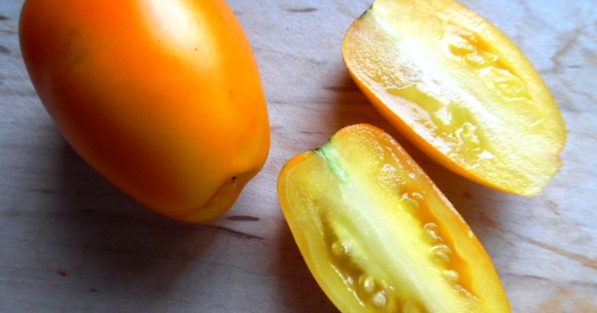 Tomate Dwarf Banana Toes