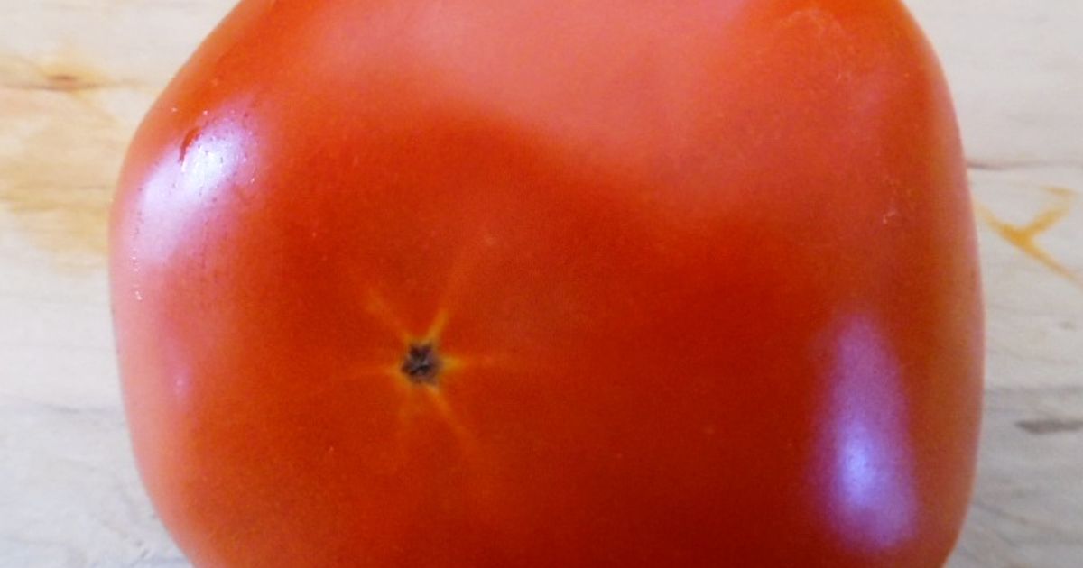 Graines de tomate Plourde
