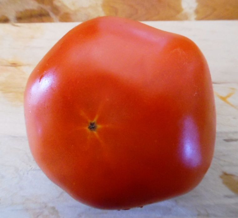 Graines de tomate Plourde