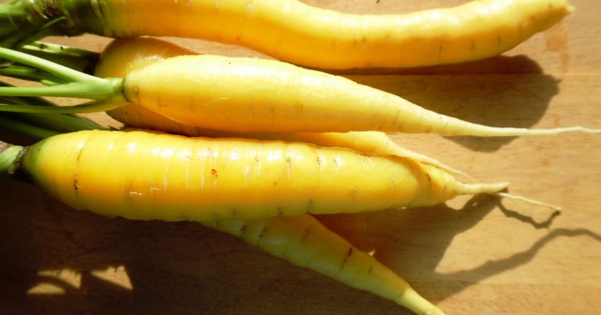 Solar Yellow Carrot seeds