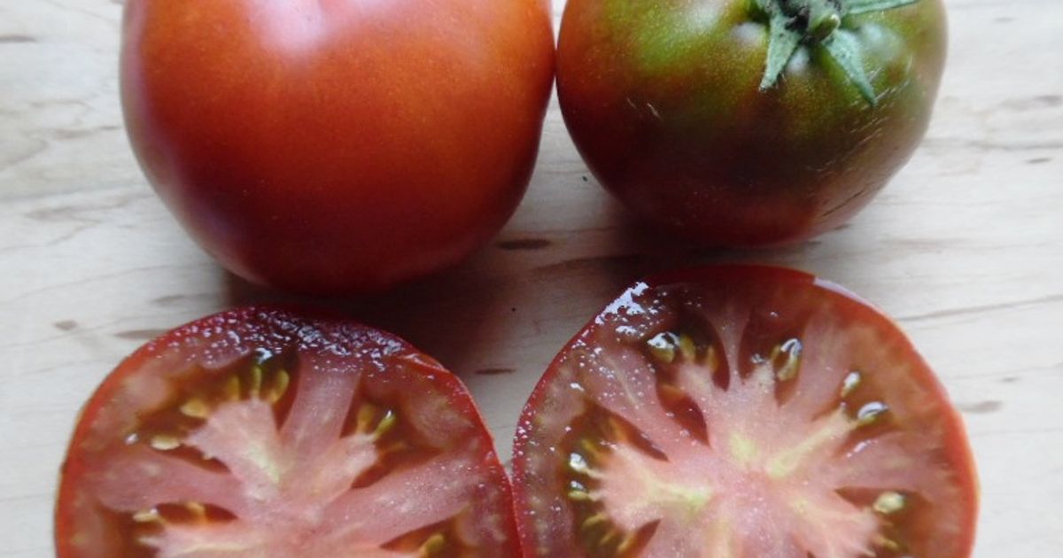 Sleeping Lady Dwarf Tomato